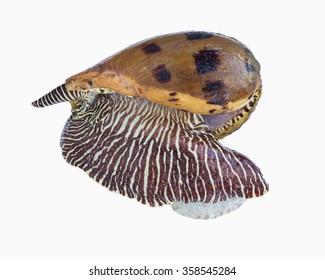 68 Bailer Shell Royalty-Free Images, Stock Photos & Pictures | Shutterstock