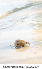 57 Bailer shell Images, Stock Photos & Vectors | Shutterstock