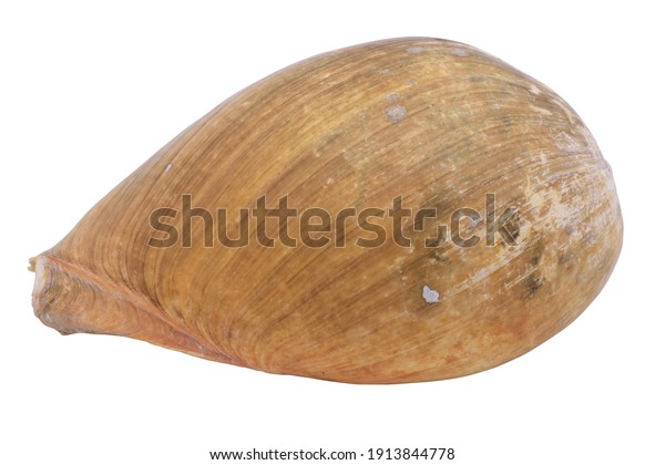 Bailer Shell On Isolated Background Stock Photo 1913844778 | Shutterstock