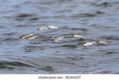 54,718 imágenes de Jumping fish - Imágenes, fotos y vectores de stock ...