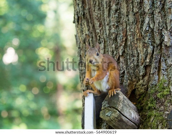 Balancing Squirrel Stock Photo 564900619 | Shutterstock