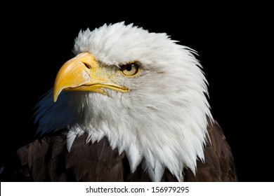 Closeup Portrait Head American Bald Eagle Stock Photo (Edit Now) 233853274