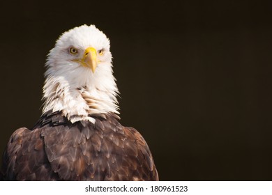 280 Mad eagle 이미지, 스톡 사진 및 벡터 | Shutterstock