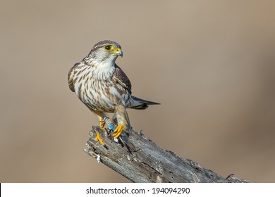 1,214 Merlin bird Images, Stock Photos & Vectors | Shutterstock