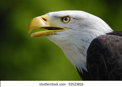 553 Eagle flying front view Images, Stock Photos & Vectors | Shutterstock