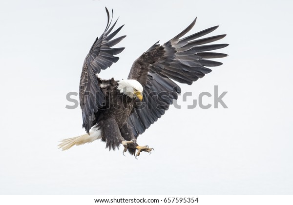Bald Eagle Action Stock Photo 657595354 | Shutterstock