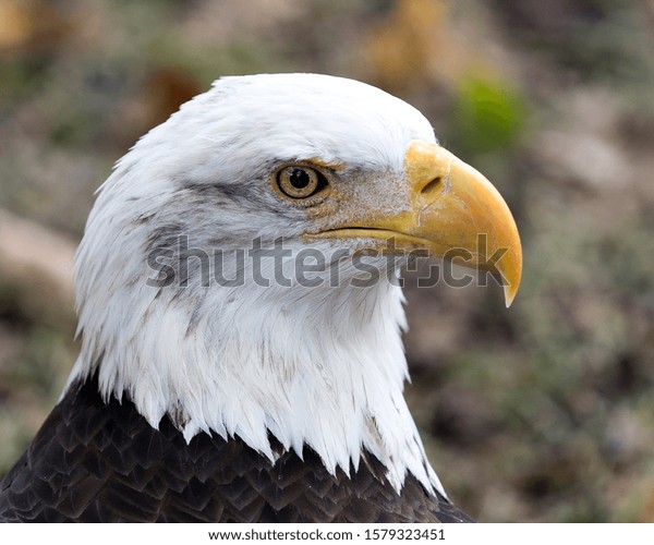 Bald Eagle Bird Head Closeup Profile Stock Photo 1579323451 | Shutterstock