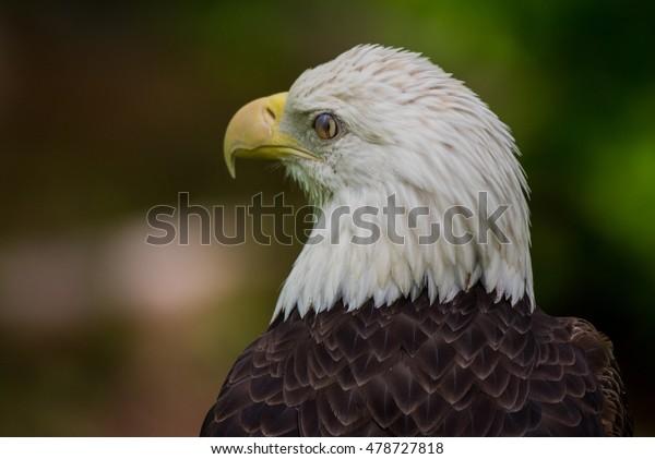 Bald Eagle Blinking Close Eyelid Motion Stock Photo 478727818 ...