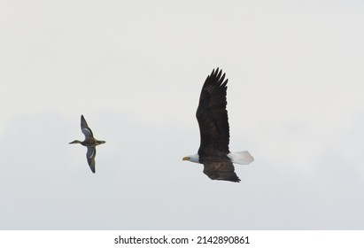 Bald Eagle Chasing Duck Trying Catch Stock Photo 2142890861 | Shutterstock