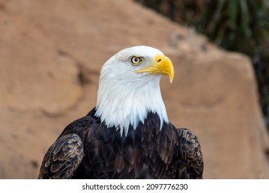 11,059 Eagle profile Images, Stock Photos & Vectors | Shutterstock