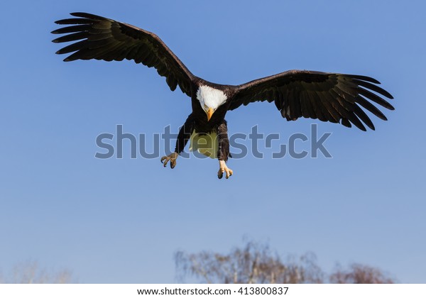 Bald Eagle Coming Down Impressive Bald Stock Photo (Edit Now) 413800837