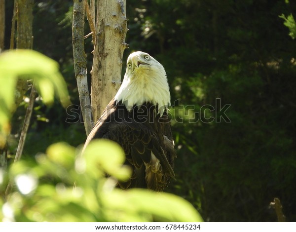Bald Eagle Confused Stock Photo 678445234 | Shutterstock
