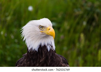 Bald Eagle Dutch Harbor Stock Photo 762531769 | Shutterstock