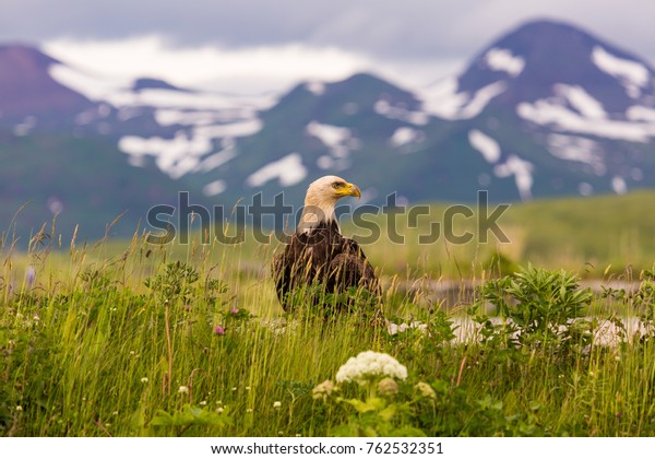 Bald Eagle Dutch Harbor Stock Photo 762532351 | Shutterstock