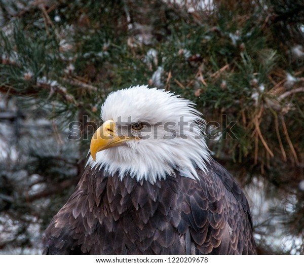 Bald Eagle Eye Stock Photo 1220209678 | Shutterstock