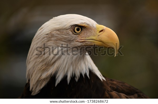 Bald Eagle Face Profile Stock Photo 1738268672 | Shutterstock