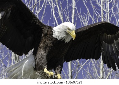 Bald Eagle Flapping Wings While Perched Stock Photo 138607523 ...