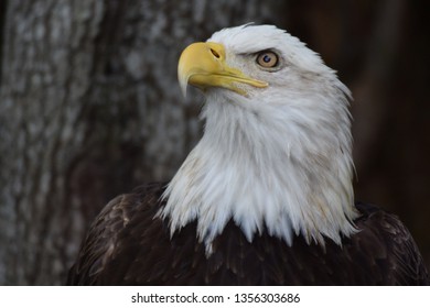 Bald Eagle Florida Stock Photo 1356303686 | Shutterstock