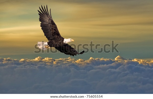 Bald Eagle Flying Above Clouds Stock Photo (Edit Now) 75605554