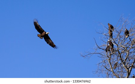 Bald Eagle Flying Tree Flock Eagles Stock Photo 1330444910 | Shutterstock