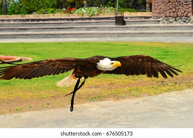 Bald Eagle Flying Into Attack Behind Foto Stok 676505173 | Shutterstock
