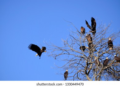 Bald Eagle Flying Tree Flock Eagles Stock Photo 1330444910 | Shutterstock