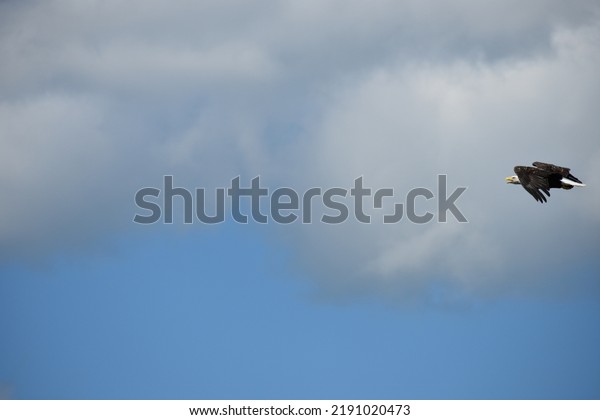 Bald Eagle Flying Over Tree Blue Stock Photo 2191020473 | Shutterstock