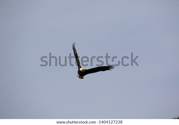 Bald Eagle Flying Toward Camera Grey Stock Photo 1404127238 | Shutterstock
