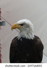Bald Eagle Grass Stock Photo 2197164055 | Shutterstock