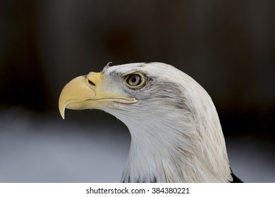 Bald Eagle Head Profile Stock Photo 384380221 | Shutterstock