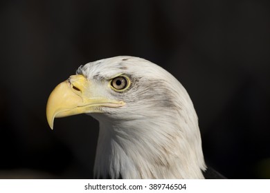 Bald Eagle Side View Stock Photo (Edit Now) 1316111951