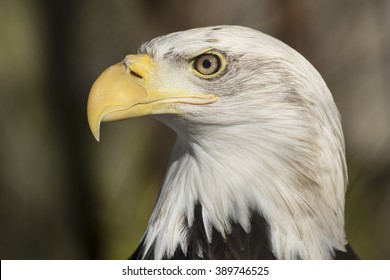 Bald Eagle Head Profile Stock Photo 389746525 | Shutterstock