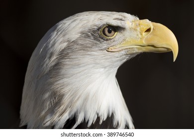 Bald Eagle Head Profile Stock Photo 389746540 | Shutterstock