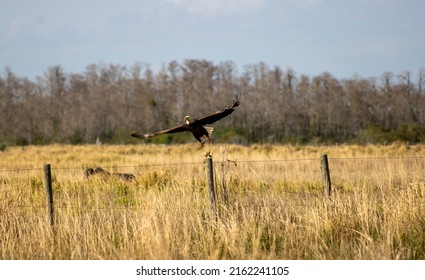 Bald Eagle Jumping Flight Stock Photo 2162241105 | Shutterstock