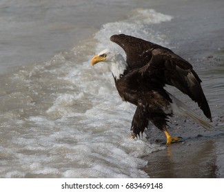 Bald Eagle Lakeside Stock Photo 683469148 | Shutterstock
