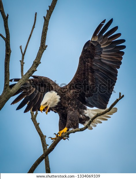 Bald Eagle Landing Stock Photo 1334069339 | Shutterstock