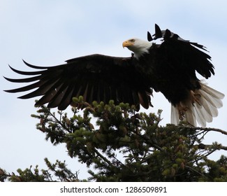 502 imágenes de Eagle lift - Imágenes, fotos y vectores de stock ...