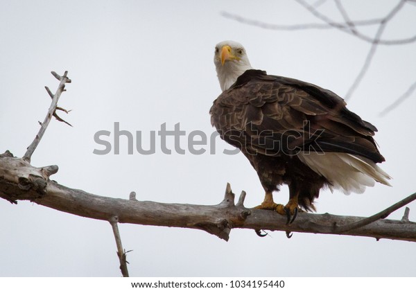 Bald Eagle Looking Back Stock Photo 1034195440 | Shutterstock
