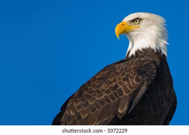 116 imágenes de Bald eagle looking back - Imágenes, fotos y vectores de ...