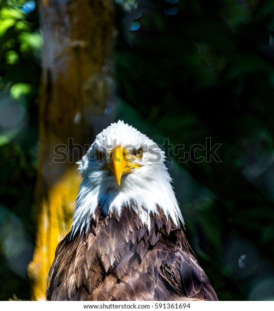 Bald Eagle Looking Camera Stock Photo 591361694 | Shutterstock