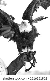 Bald Eagle On Display Handler Stock Photo 1816131902 | Shutterstock