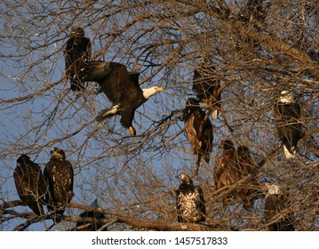 Talons Images, Stock Photos & Vectors | Shutterstock