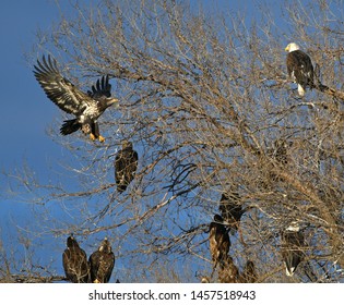 Talons Images, Stock Photos & Vectors | Shutterstock