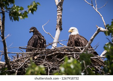 Bald Eagle Parent Eaglet Stock Photo 1267918732 | Shutterstock