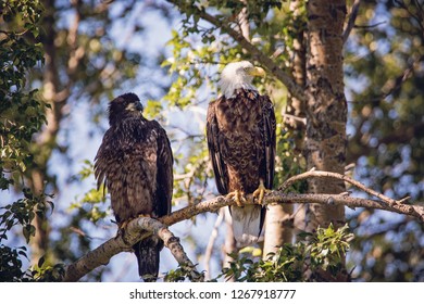 Bald Eagle Parent Eaglet Stock Photo 1267918777 | Shutterstock