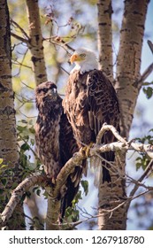 Bald Eagle Parent Eaglet Stock Photo 1267918780 | Shutterstock
