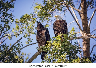 Bald Eagle Parent Eaglet Stock Photo 1267918819 | Shutterstock