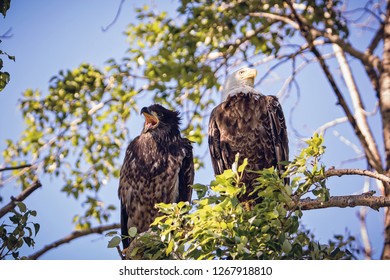 Bald Eagle Parent Eaglet Stock Photo 1267918810 | Shutterstock