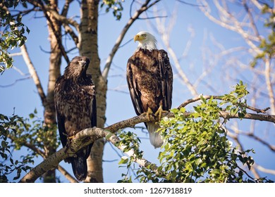 Bald Eagle Parent Eaglet Stock Photo 1267918819 | Shutterstock
