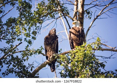 Bald Eagle Parent Eaglet Stock Photo 1267918825 | Shutterstock